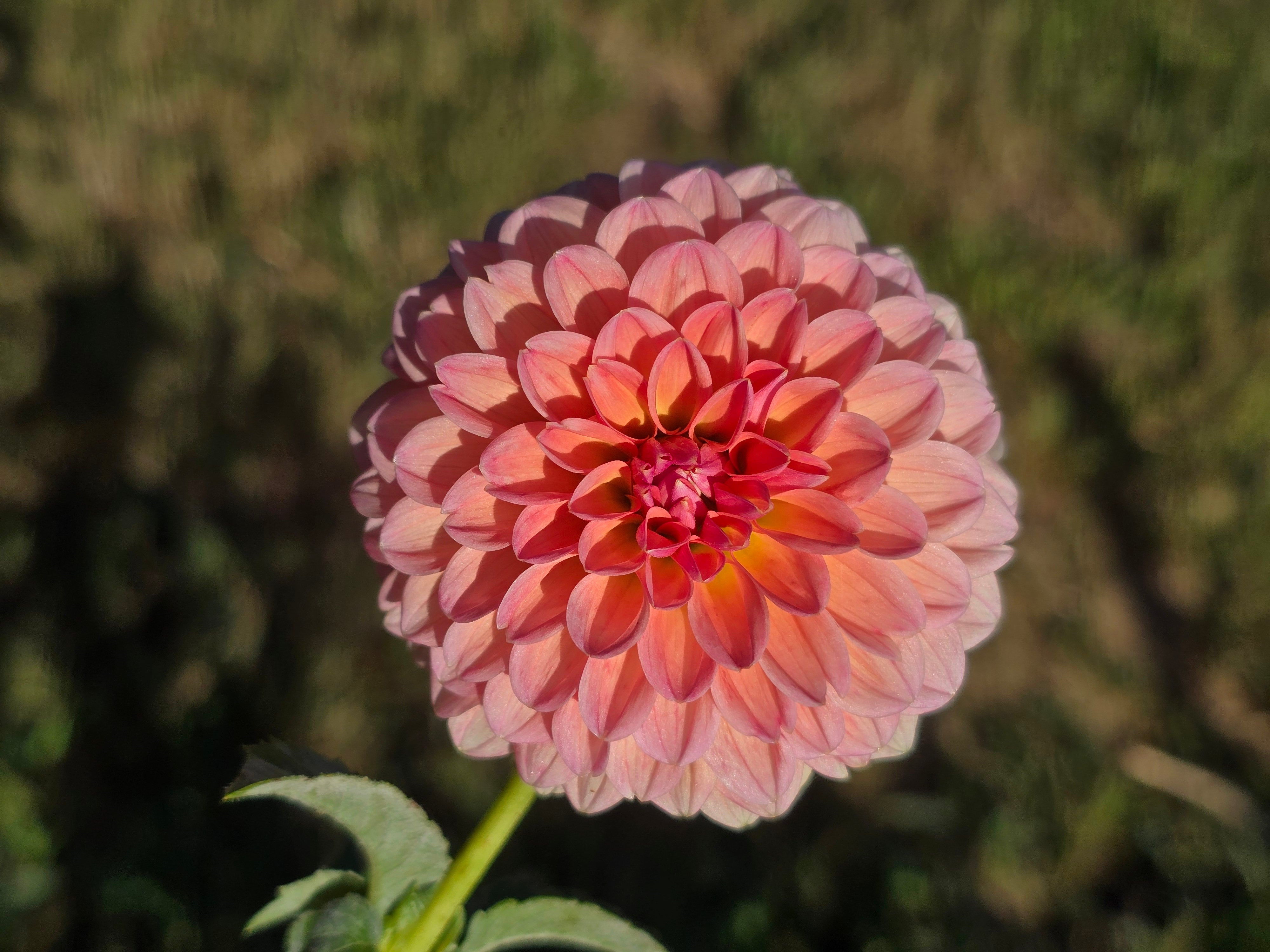 Sweet Suzanne – Budding Obsession