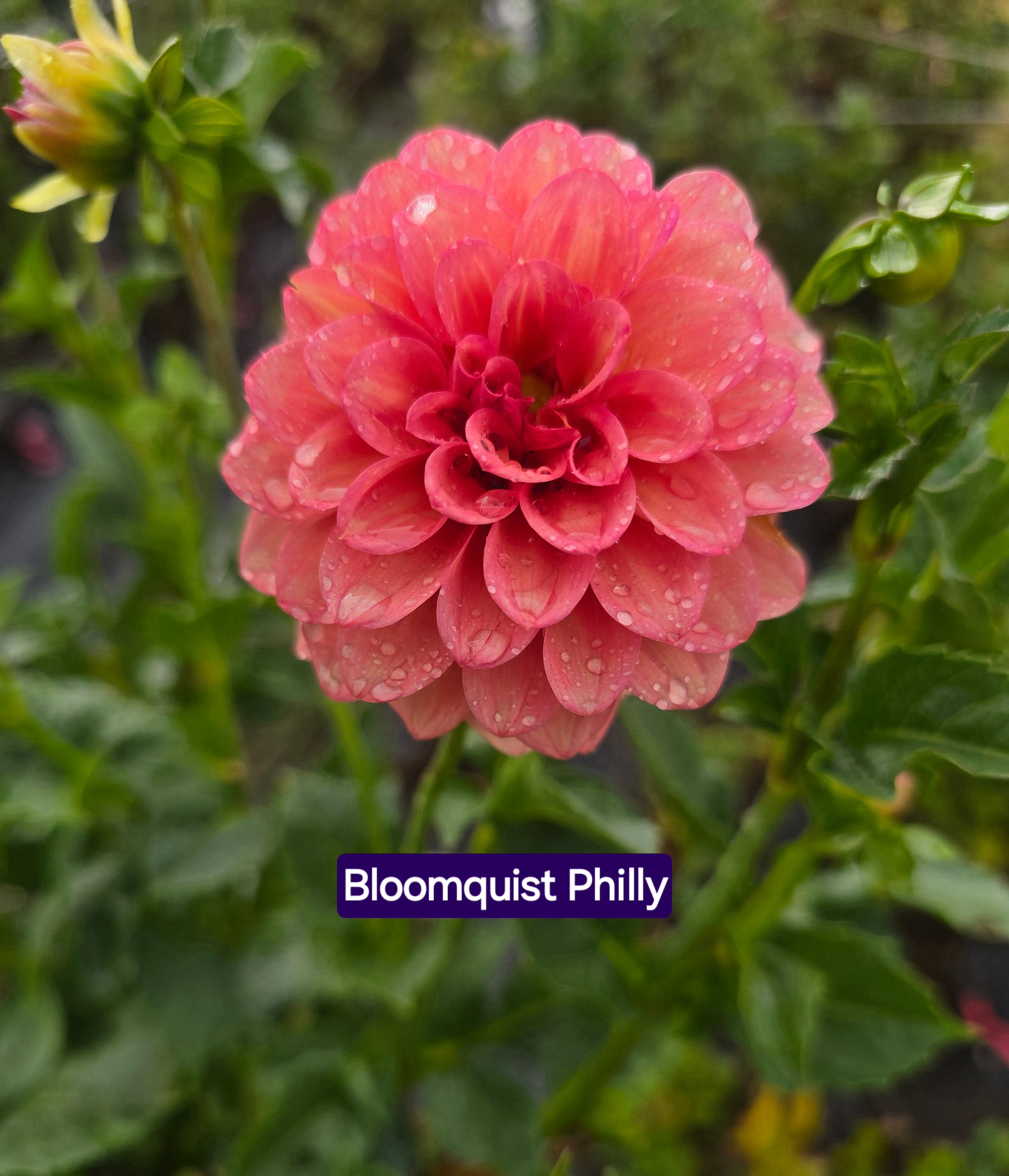 Bloomquist Philly – Budding Obsession