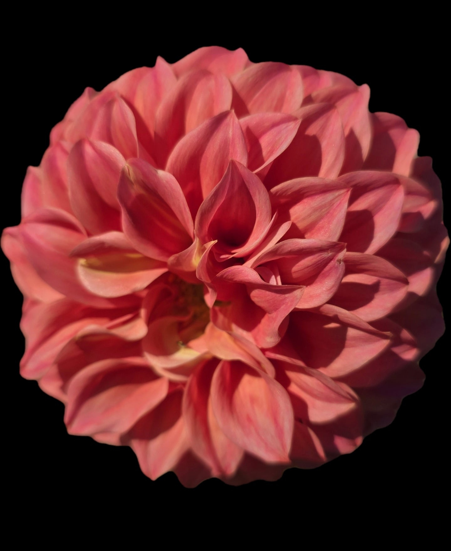 Sylvia Craig Hunter – Budding Obsession