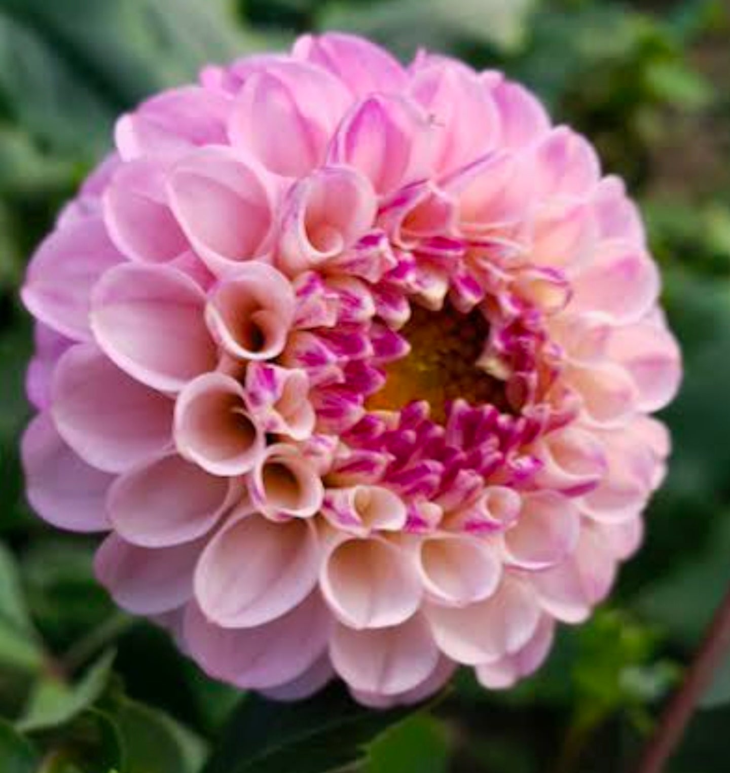Bloomquist Wonderful – Budding Obsession