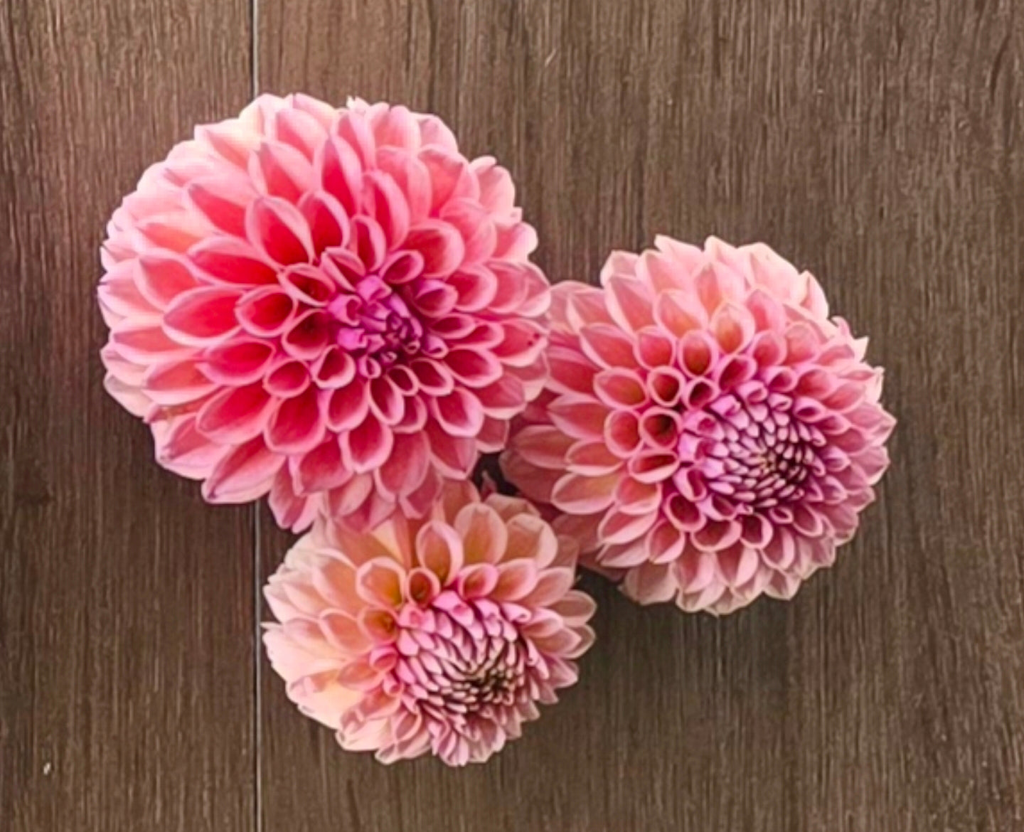 Bracken Rose – Budding Obsession